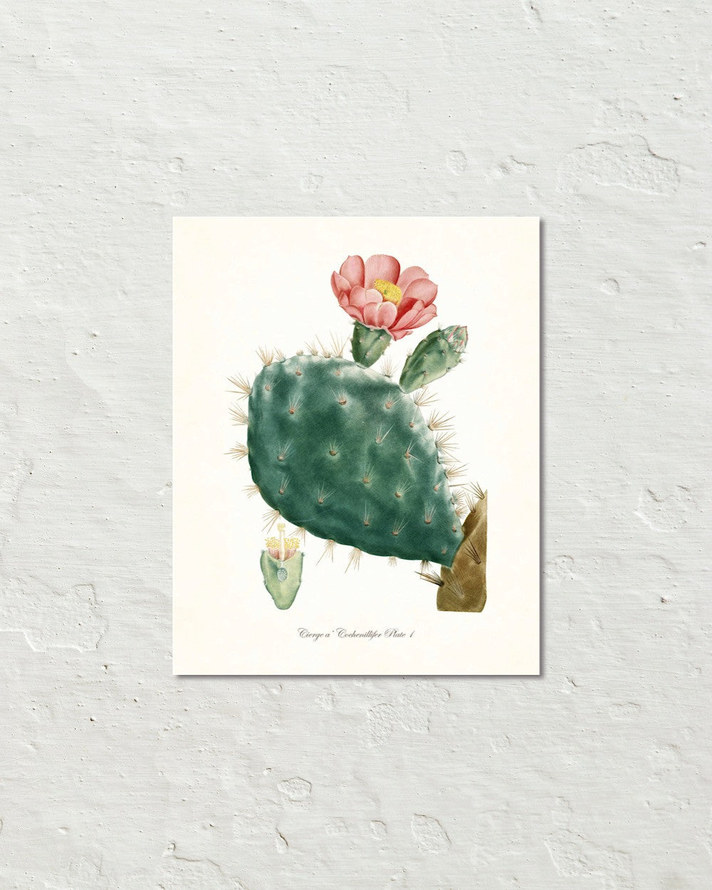 French Cactus Series No. 1 Botanical Art Print – Belle Maison Art