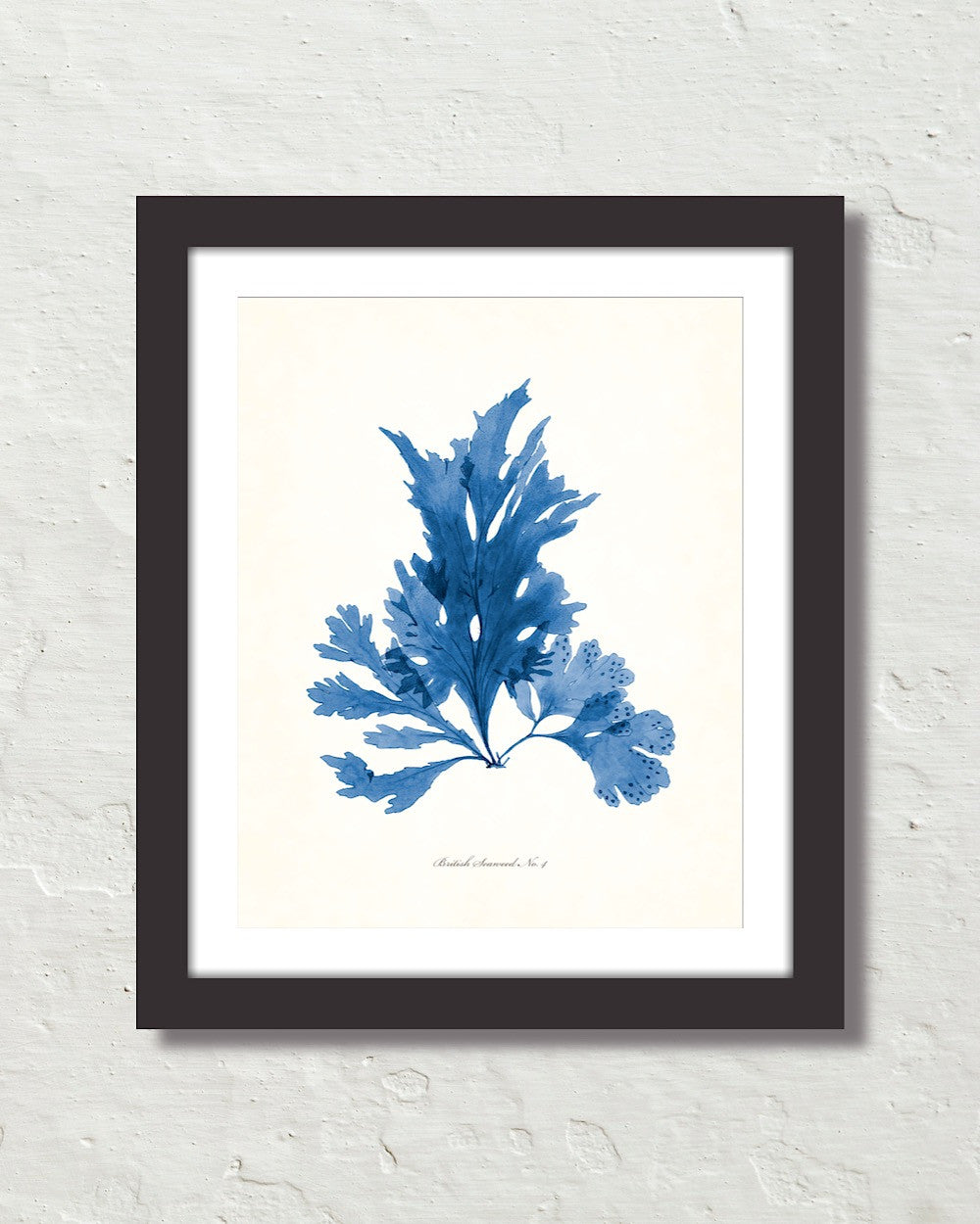 seaweed pictures to print