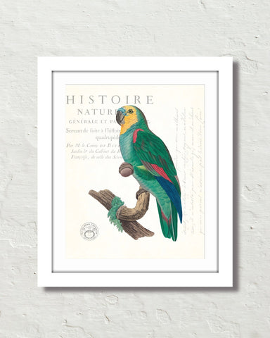 Vintage French Parrot Collage No. 10 Art Print – Belle Maison Art