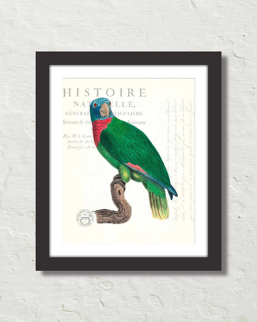 Vintage French Parrot Collage No. 30 Art Print – Belle Maison Art