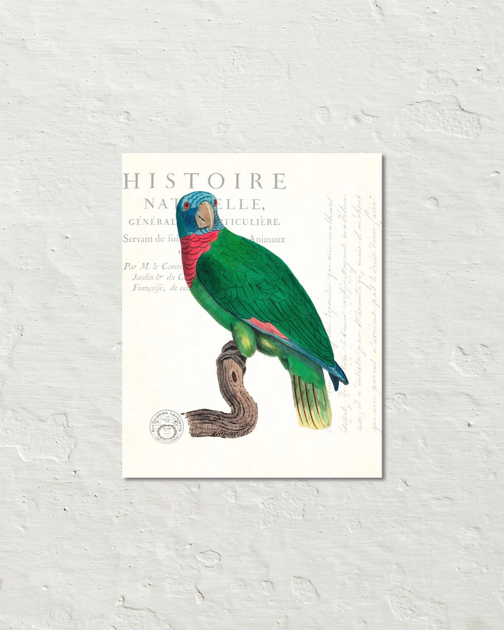 Vintage French Parrot Collage No. 30 Art Print – Belle Maison Art