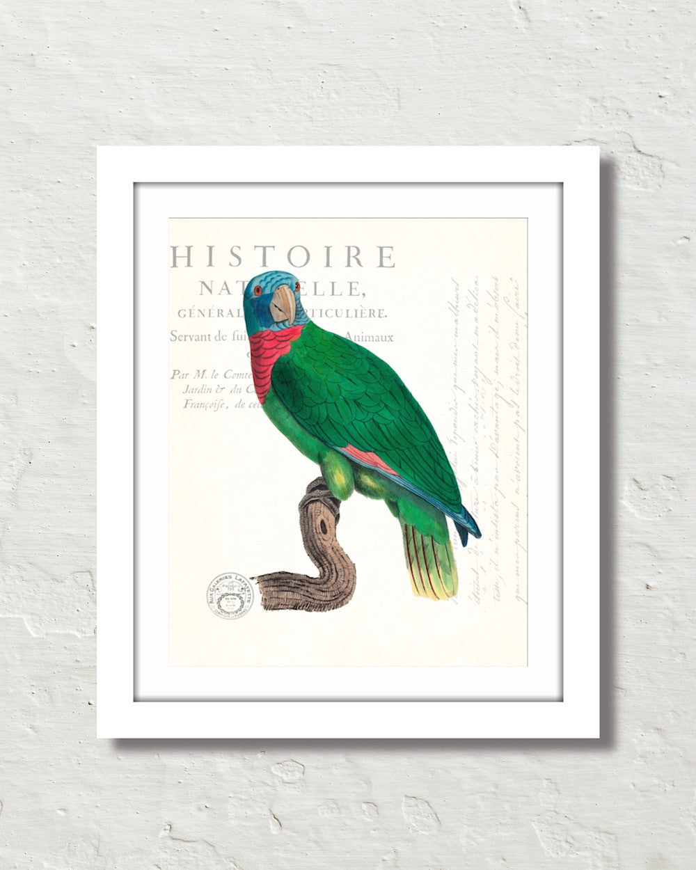 Vintage French Parrot Collage No. 30 Art Print – Belle Maison Art