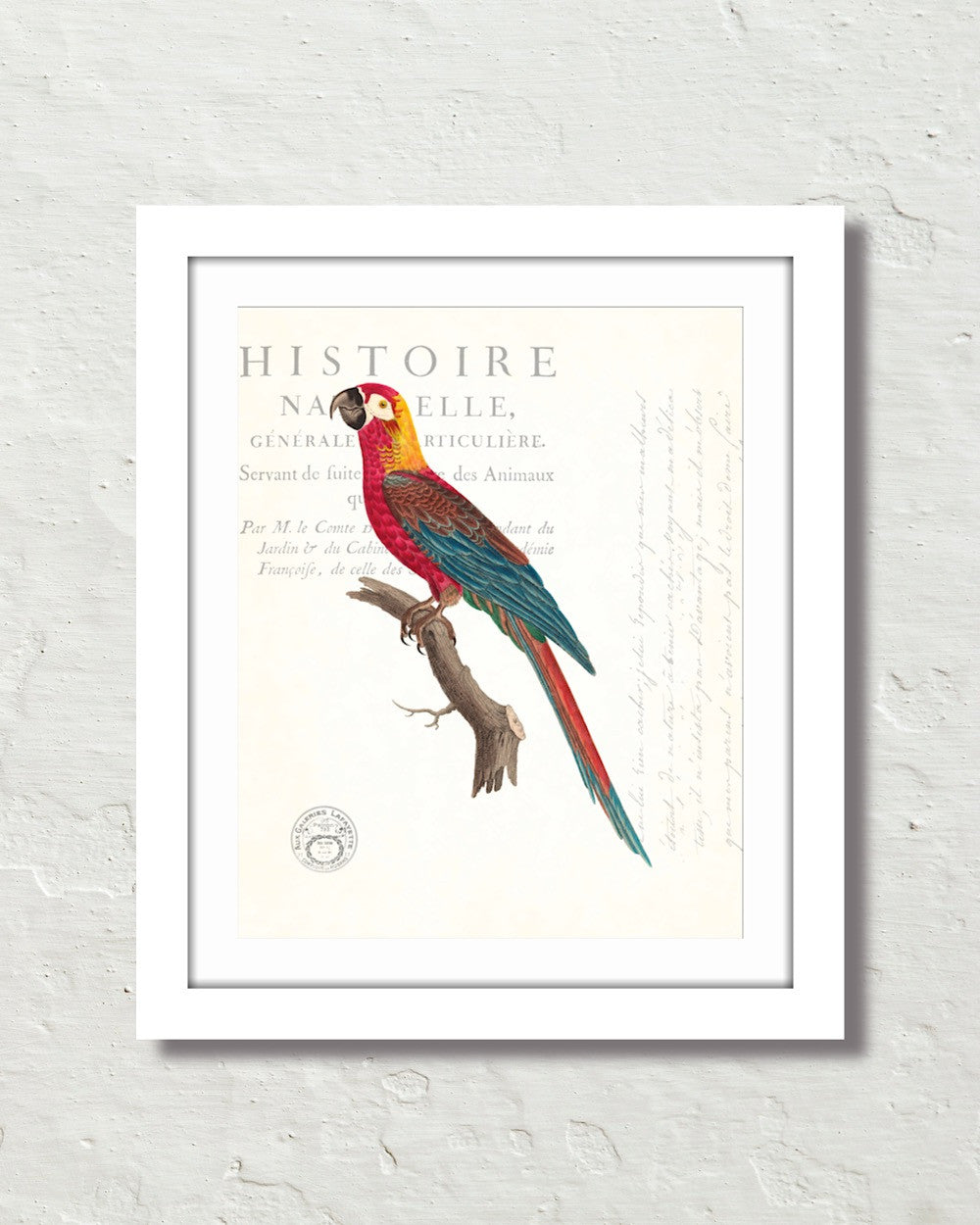 Vintage French Parrot Collage No. 40 Art Print – Belle Maison Art