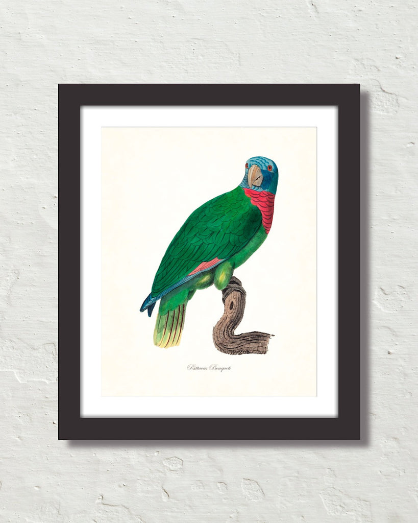Vintage French Parrot No. 3 Art Print – Belle Maison Art