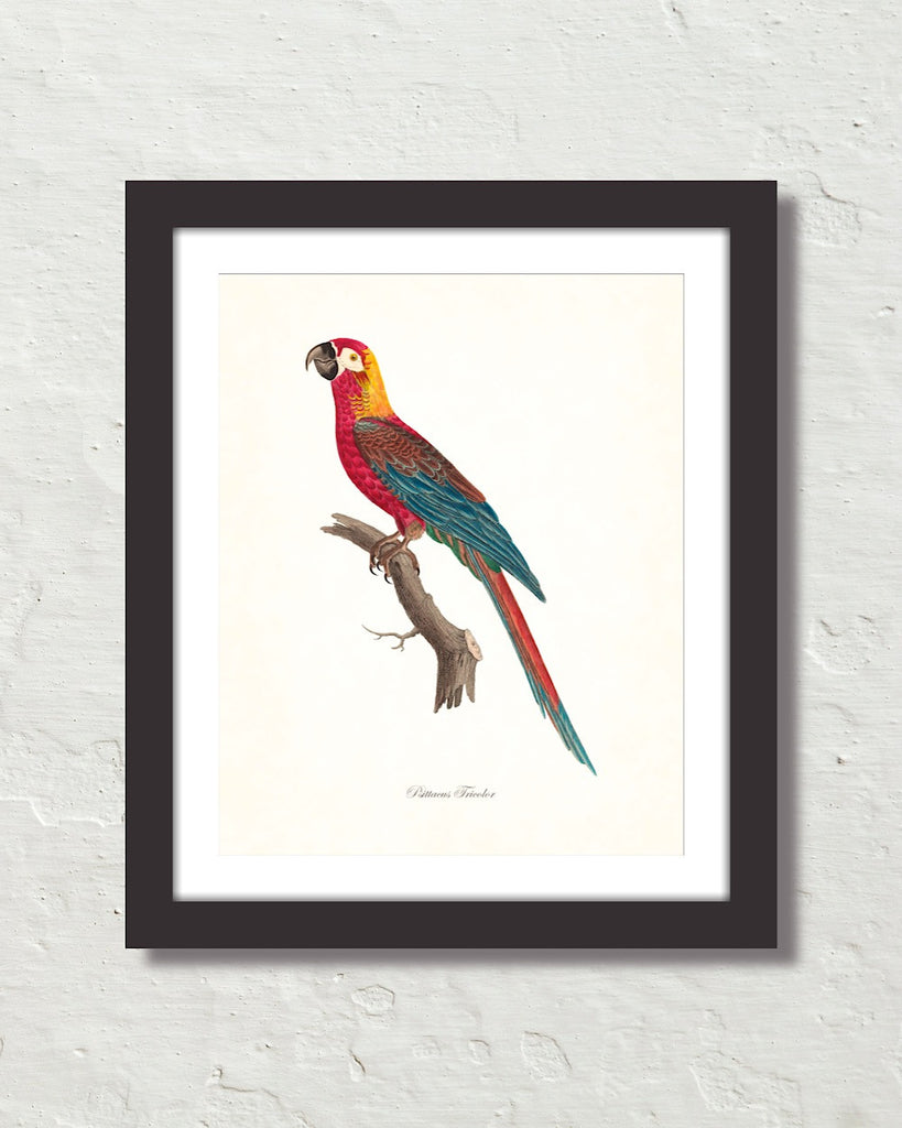 Vintage French Parrot No. 4 Art Print – Belle Maison Art