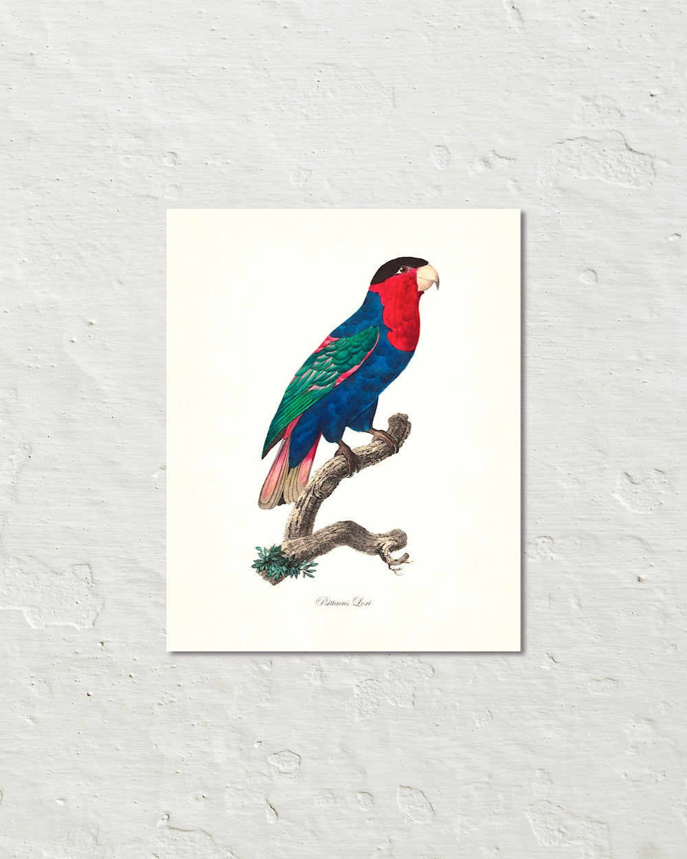 Vintage French Parrot No. 6 Art Print – Belle Maison Art