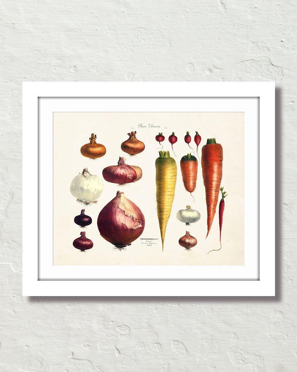 Fruits, Vegetables & Herbs – Belle Maison Art
