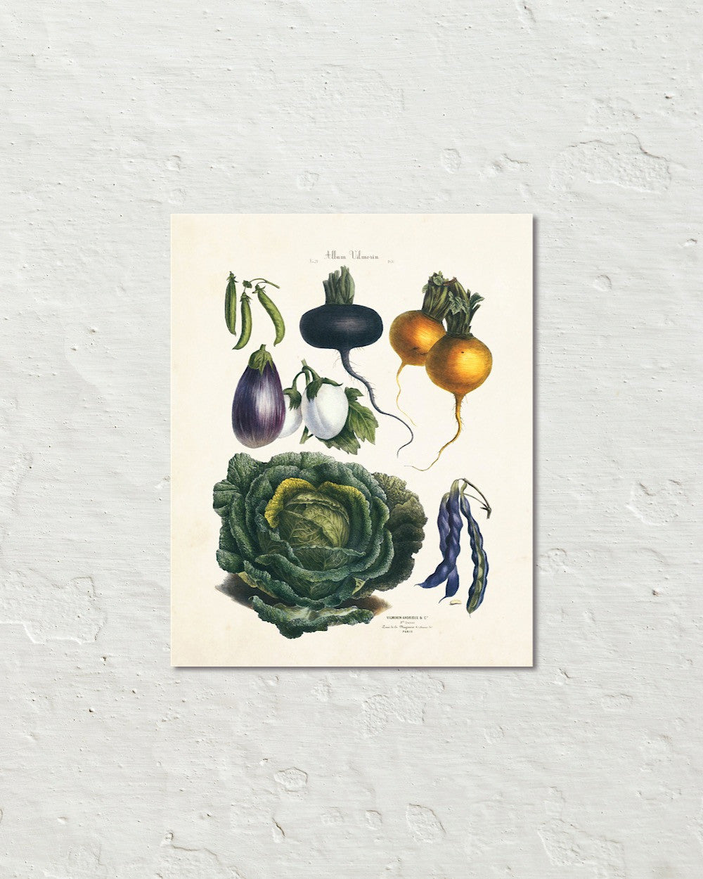 Fruits, Vegetables & Herbs – Belle Maison Art