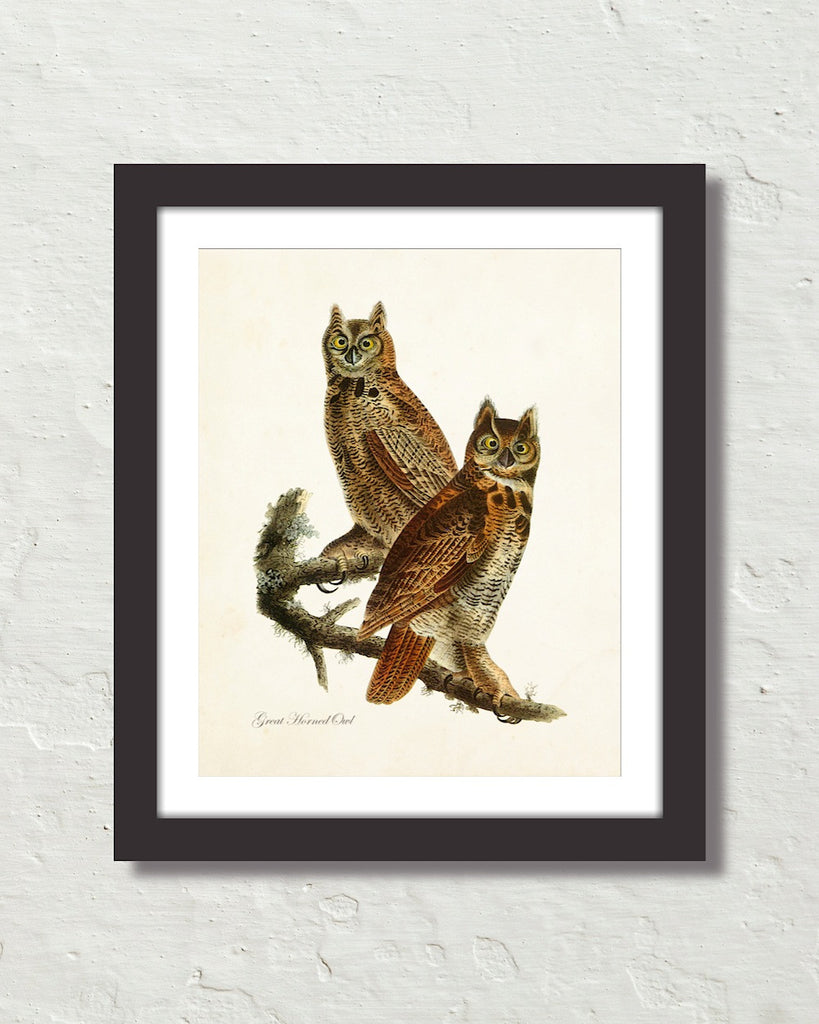 Vintage Audubon Great Horned Owl Bird Art Print – Belle Maison Art