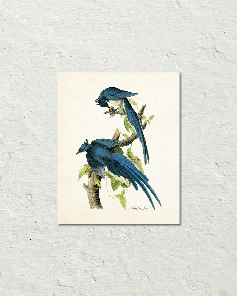 Vintage Audubon Magpie Jays Bird Art Print – Belle Maison Art