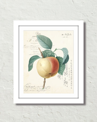 Fruits, Vegetables & Herbs Giclee Art Prints – Belle Maison Art