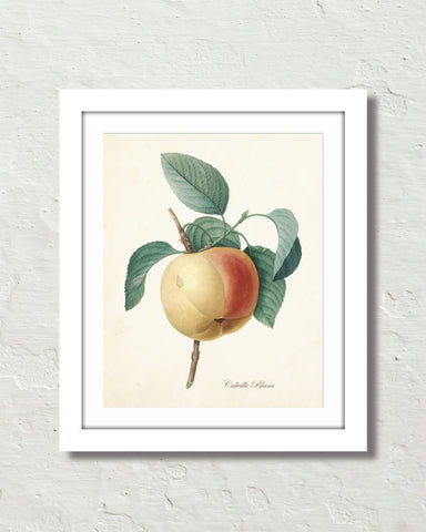 Vintage Apple Botanical Fruit Art Print – Belle Maison Art