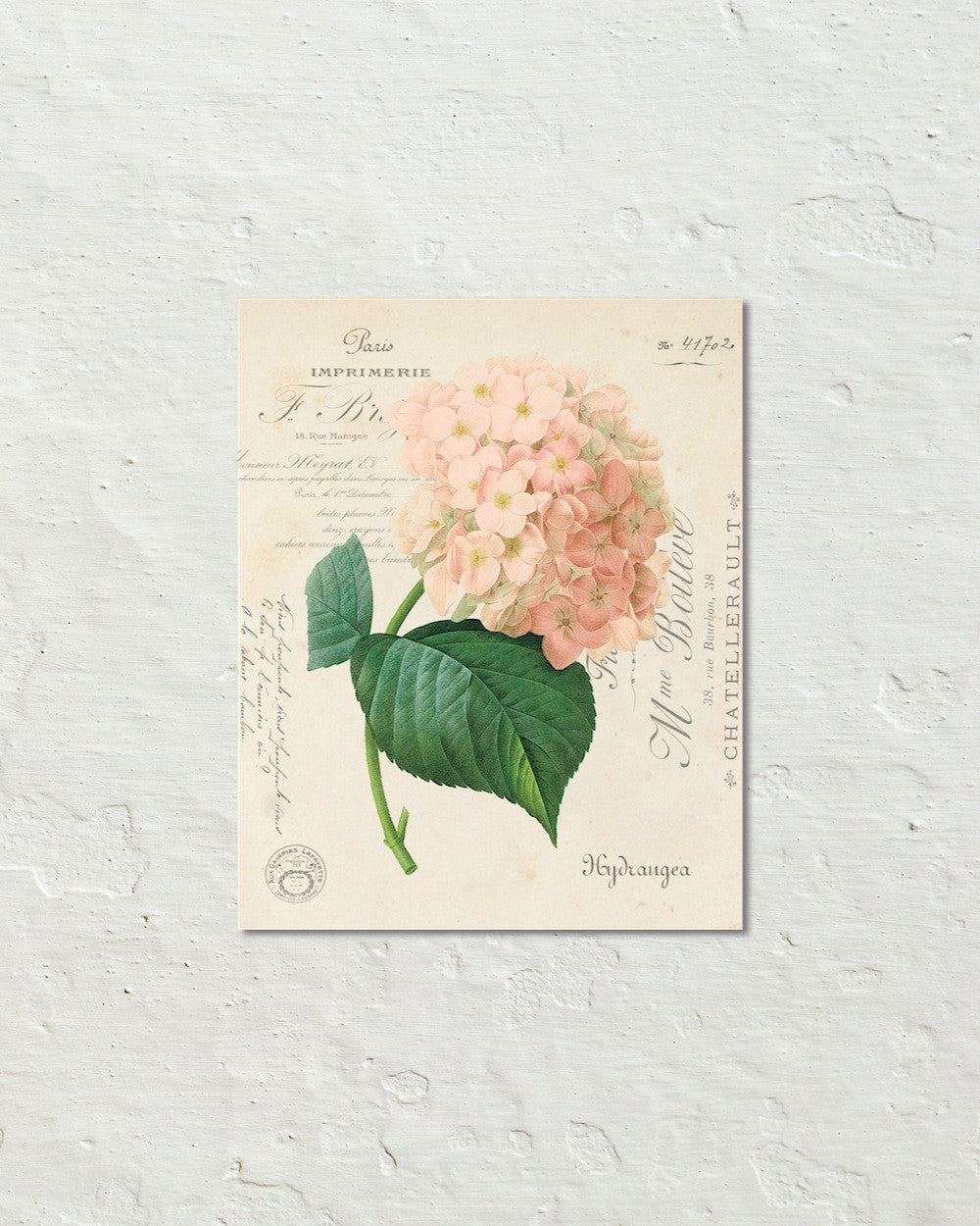 French Hydrangea Collage No. 64 Botanical Art Print – Belle Maison Art
