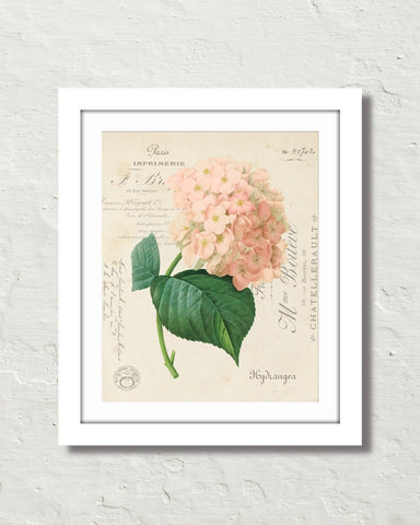 French Hydrangea Collage No. 64 Botanical Art Print – Belle Maison Art