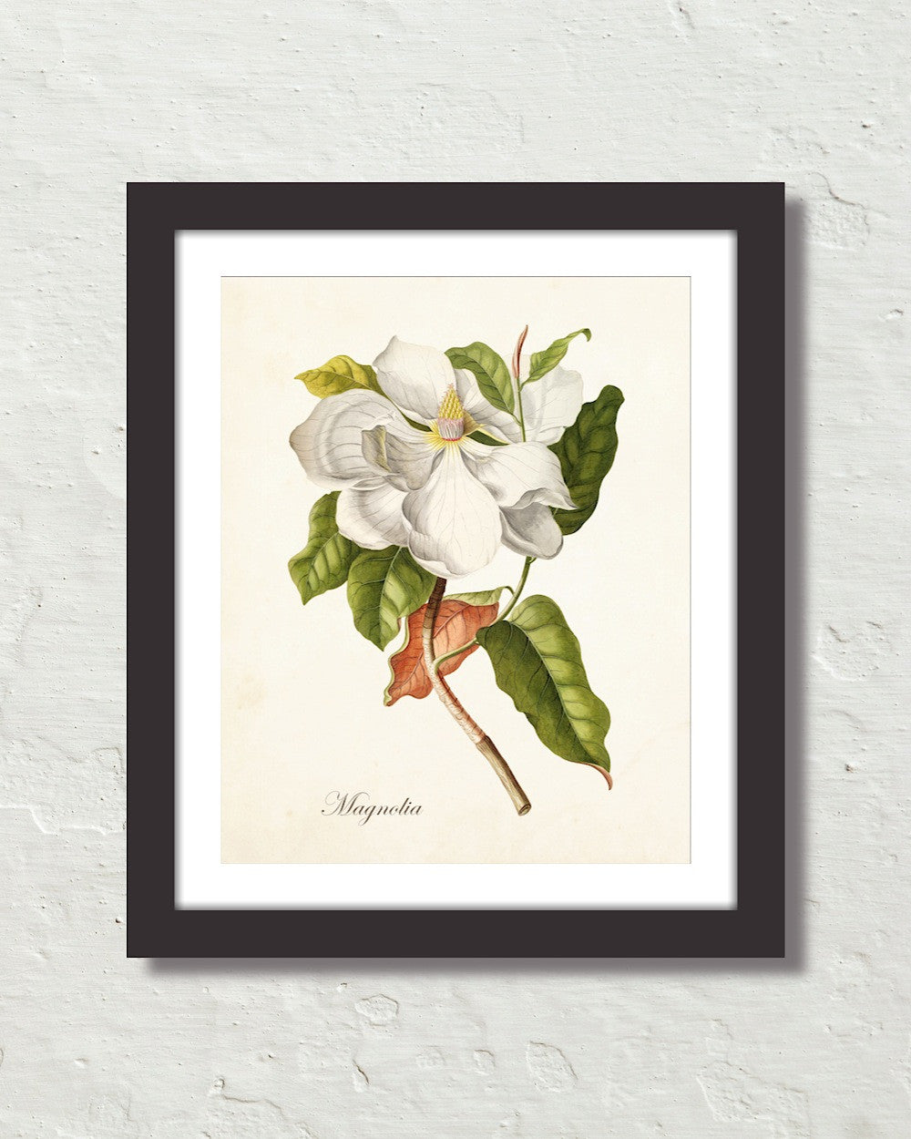 Magnolia Botanical Illustration