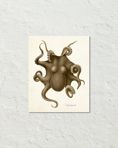 antique octopus