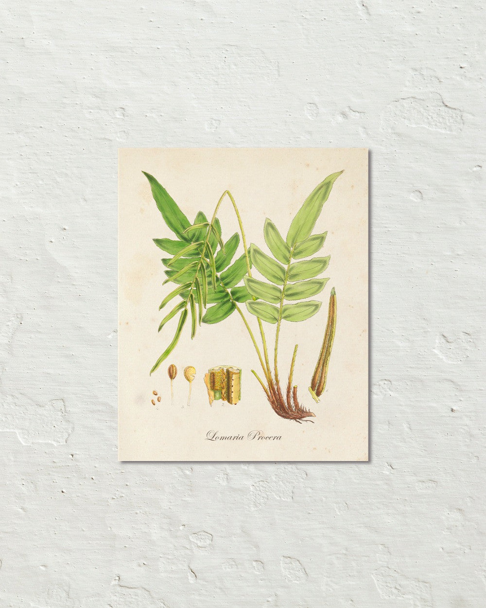 Ferns, Trees & Leaves Giclee Art Prints – Belle Maison Art