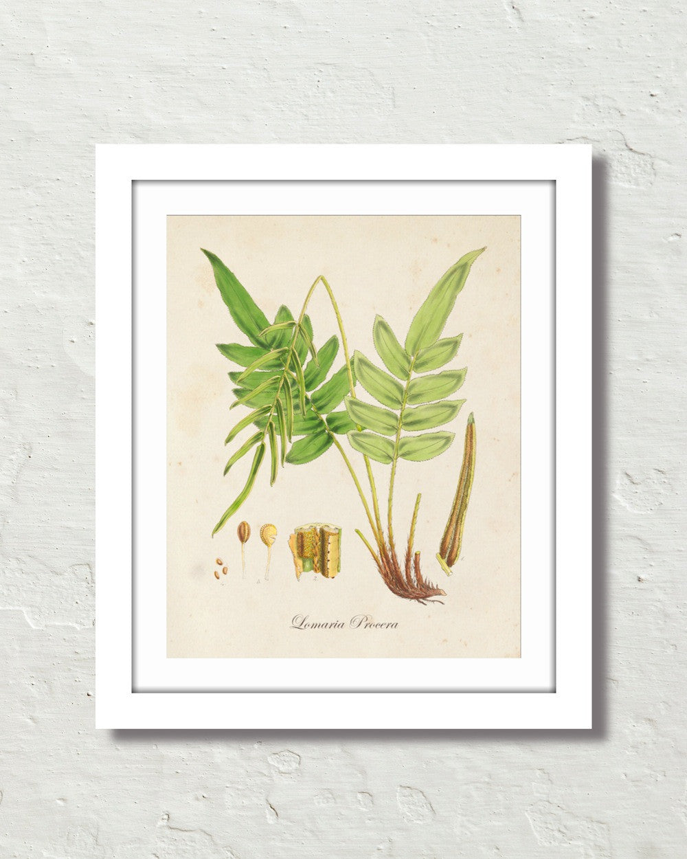 British Fern No. 3 Botanical Art Print – Belle Maison Art