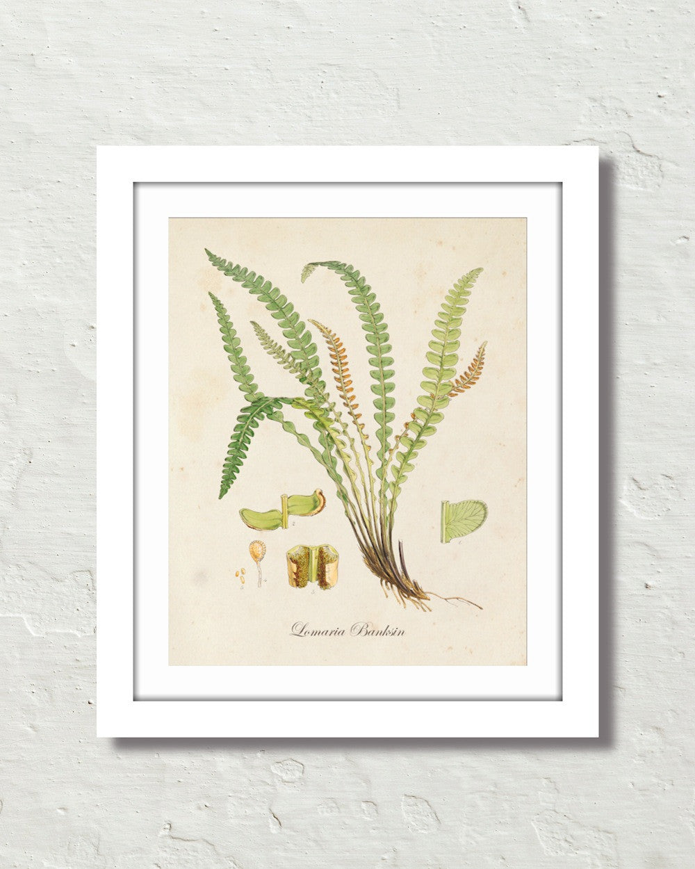 Ferns, Trees & Leaves Giclee Art Prints – Belle Maison Art