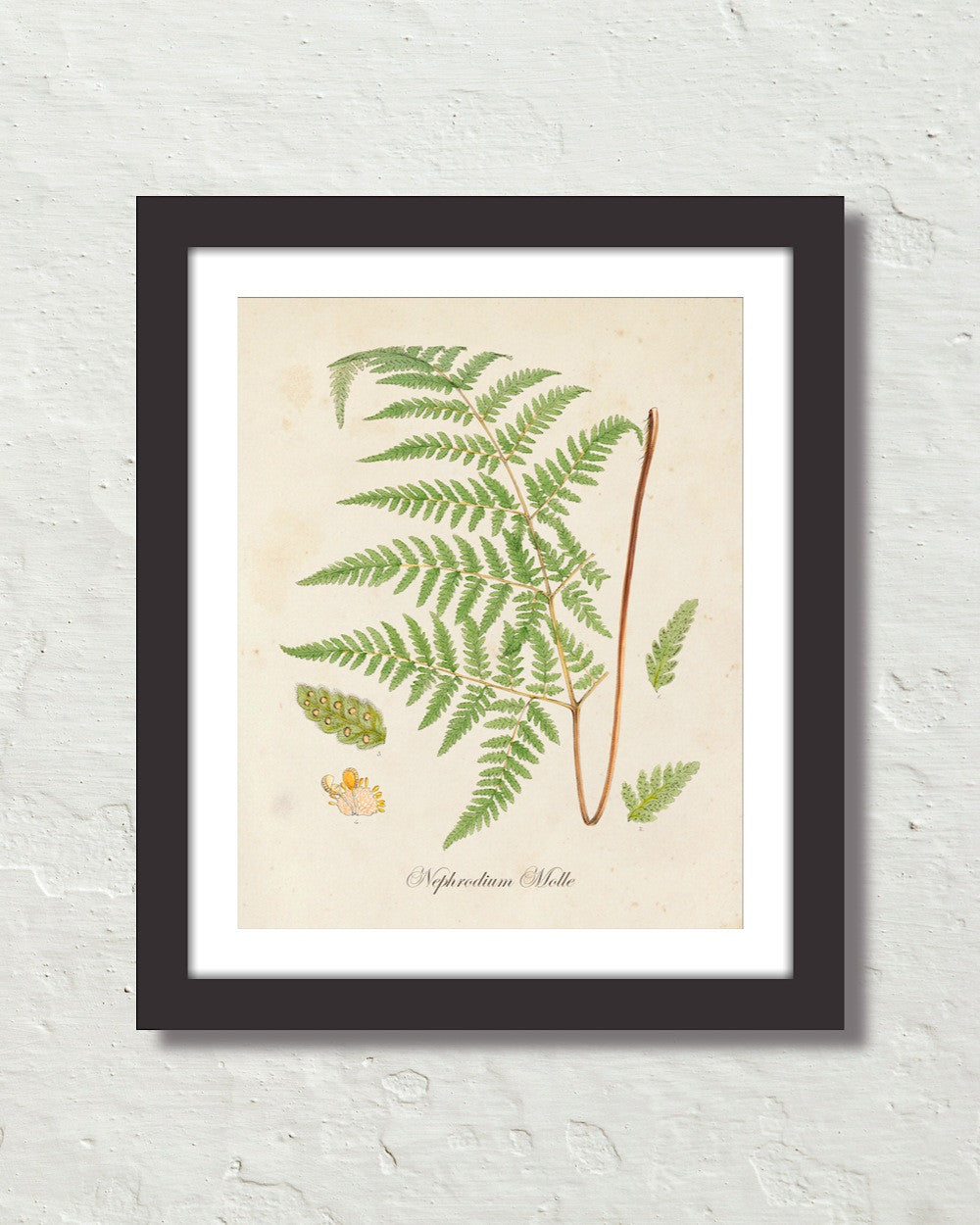 Ferns, Trees & Leaves Giclee Art Prints – Belle Maison Art