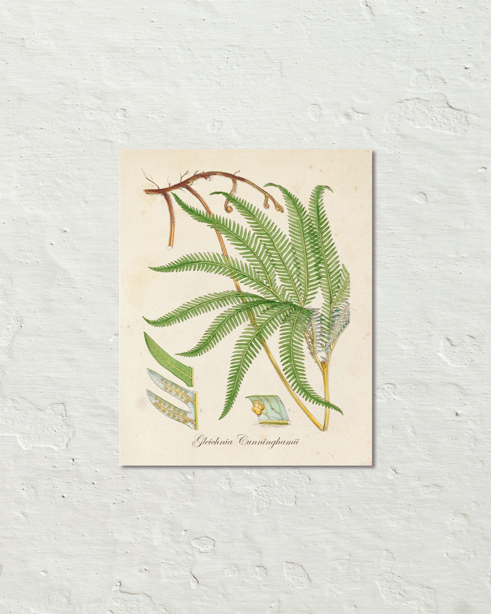 Ferns, Trees & Leaves Giclee Art Prints – Belle Maison Art
