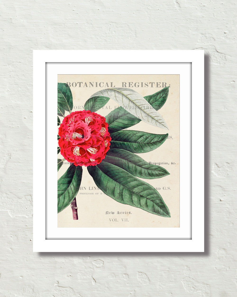 Botanicals – Page 2 – Belle Maison Art