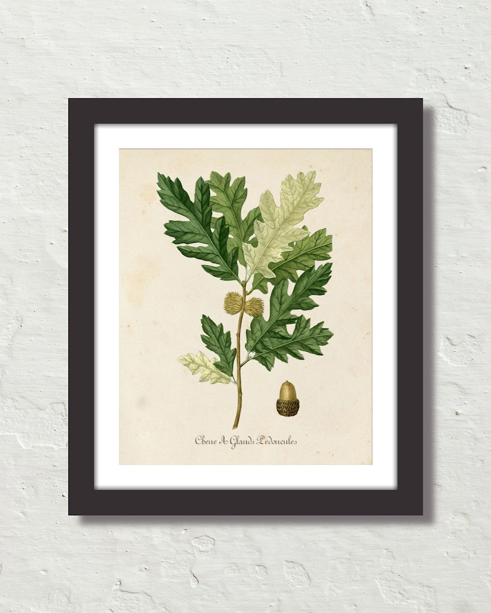 Ferns, Trees & Leaves Giclee Art Prints – Belle Maison Art