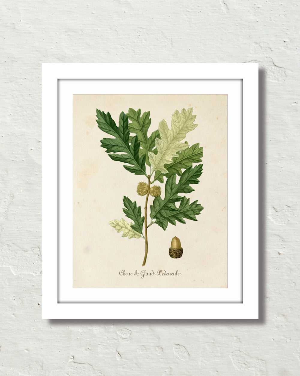 Ferns, Trees & Leaves Giclee Art Prints – Belle Maison Art