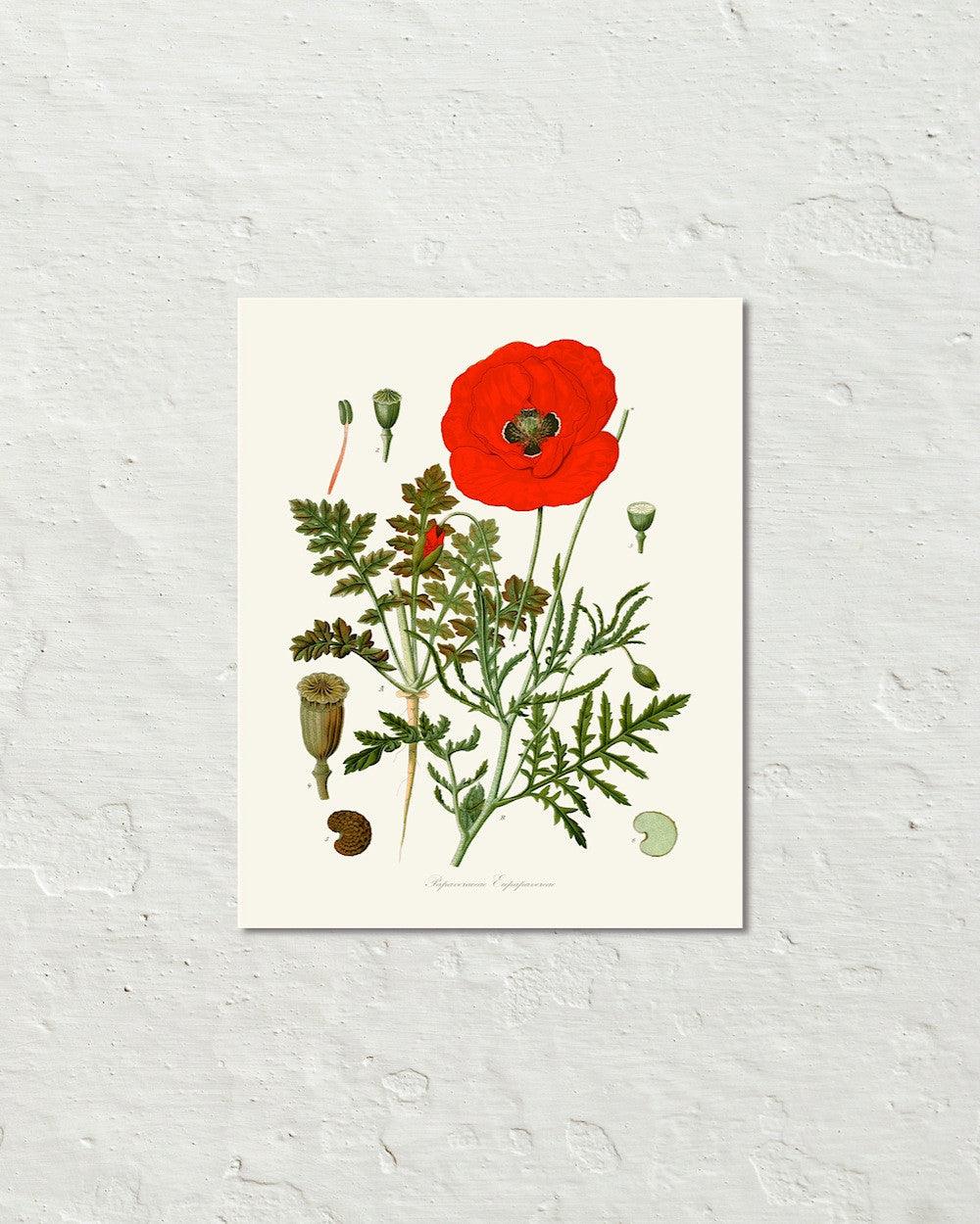 Vintage Red Poppy Art Print – Belle Maison Art