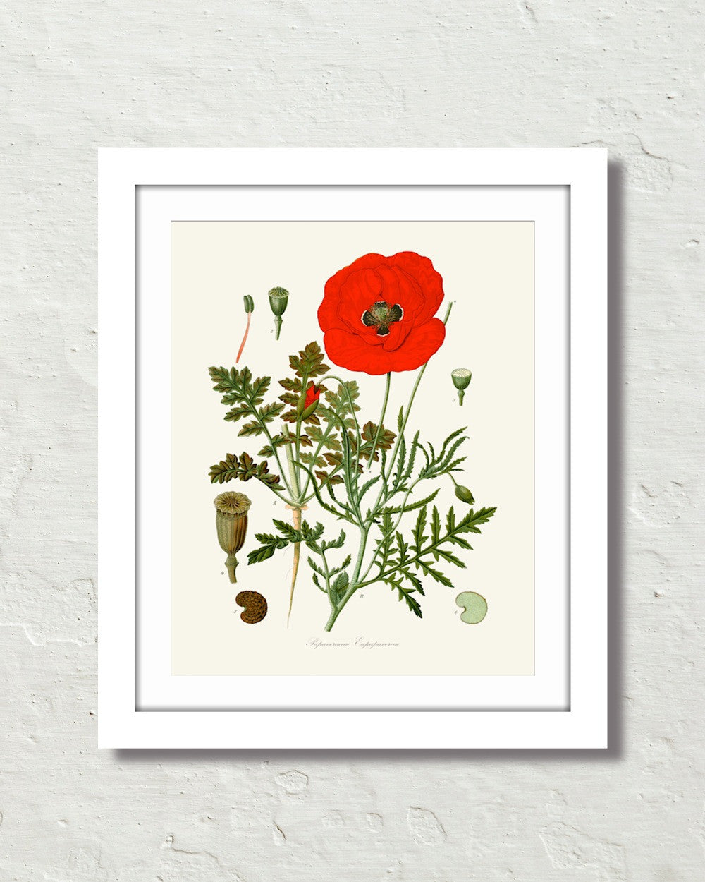 Vintage Red Poppy Art Print – Belle Maison Art
