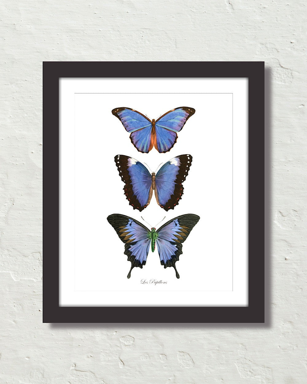 Butterfly Pictures To Print Blue