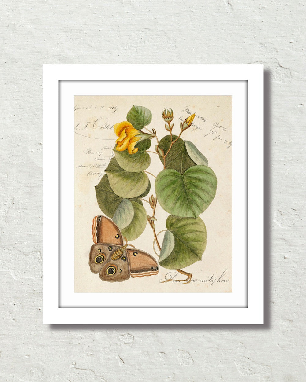 Vintage Butterfly Botanical Art Collage No. 21 Art Print – Belle Maison Art
