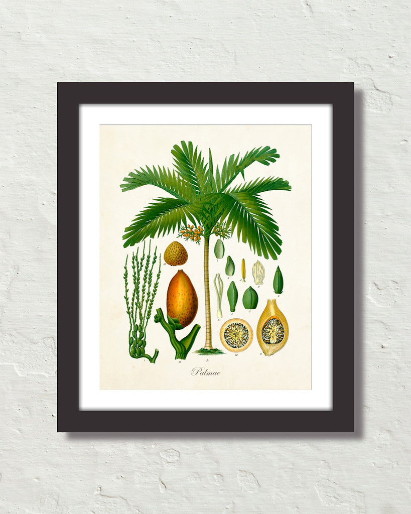 Vintage Palm Tree No. 15 Art Print – Belle Maison Art