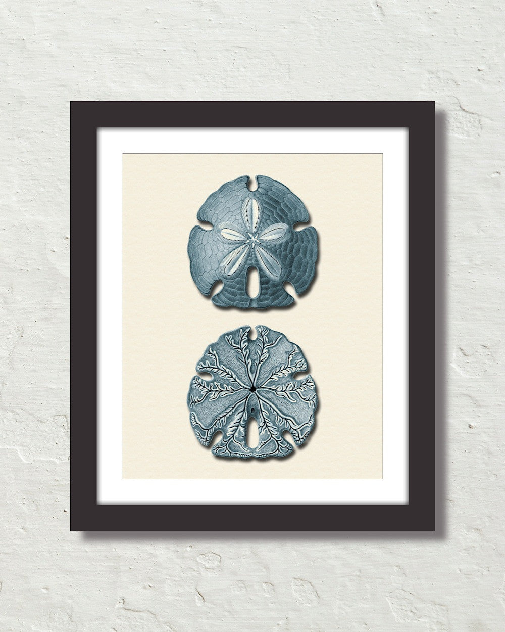 Sand Dollar Illustration