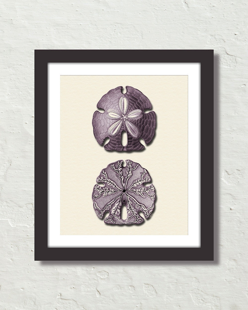 sand dollar drawing