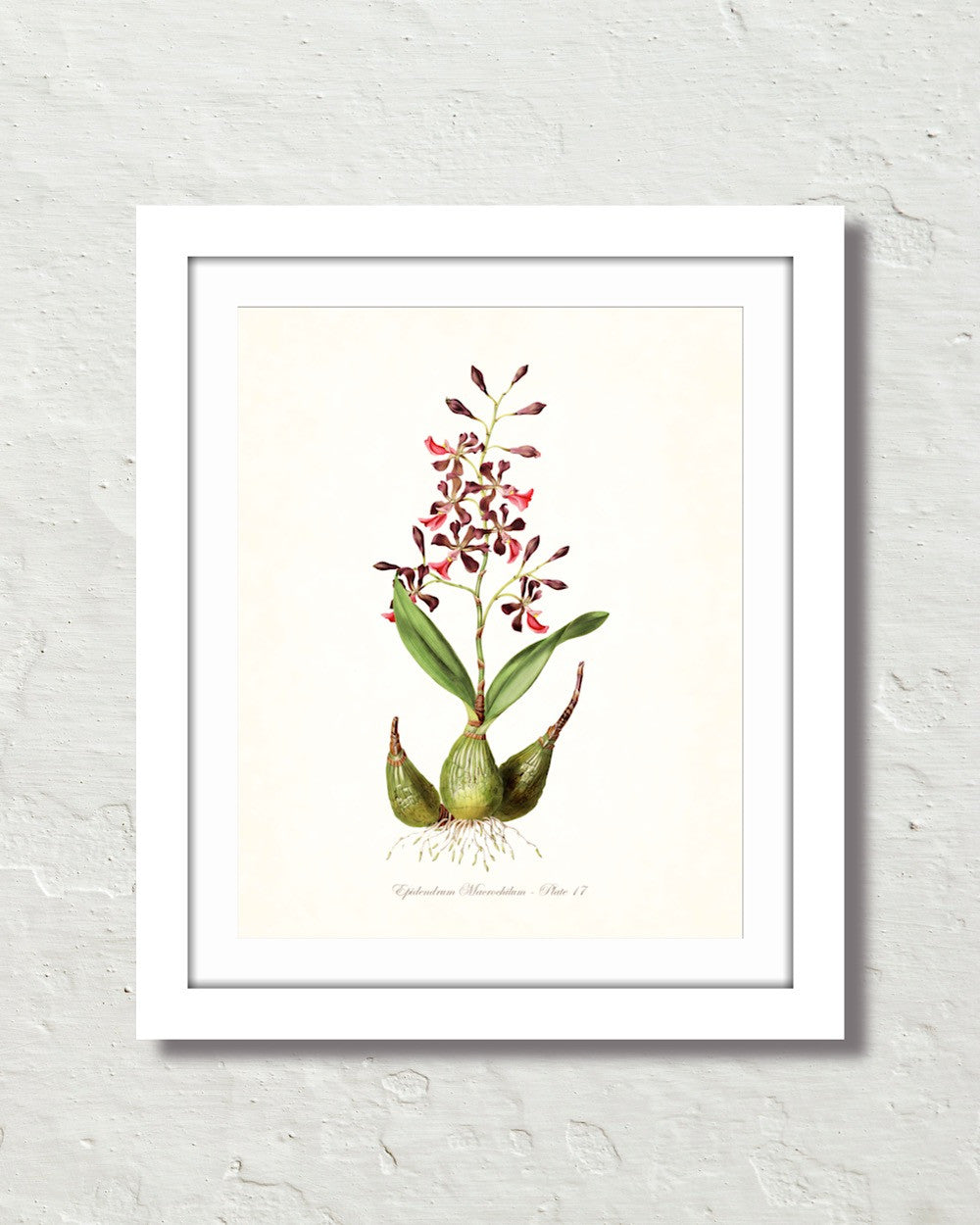 Vintage Orchid Flower Series No. 17 Art Print – Belle Maison Art
