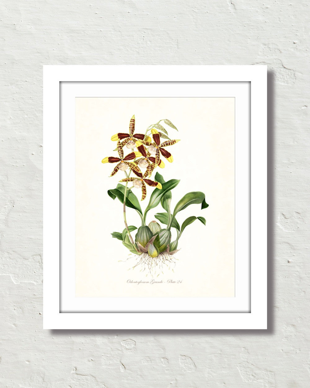 Vintage Orchid Flower Series No. 24 Art Print – Belle Maison Art