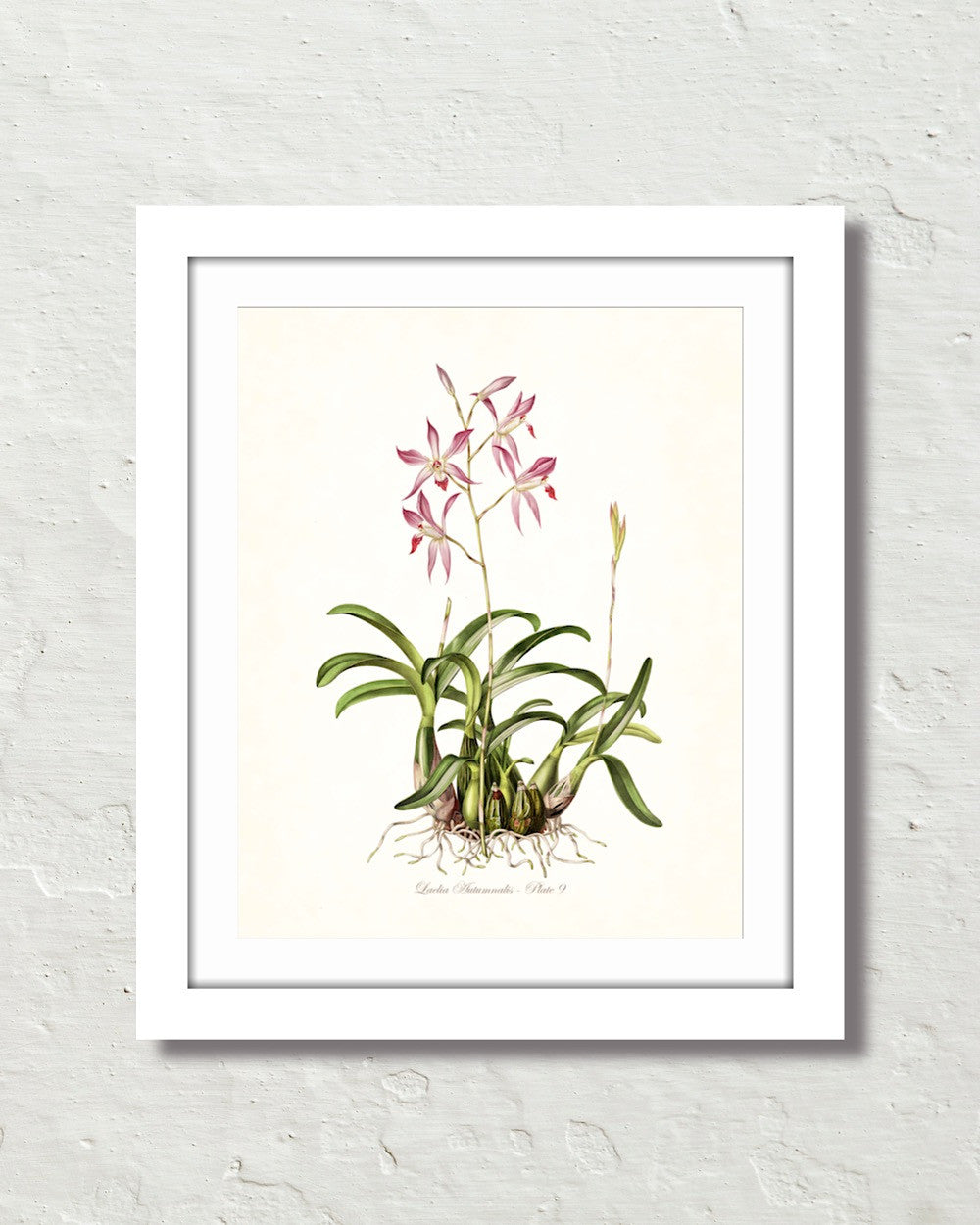 Vintage Orchid Flower Series No. 9 Art Print – Belle Maison Art