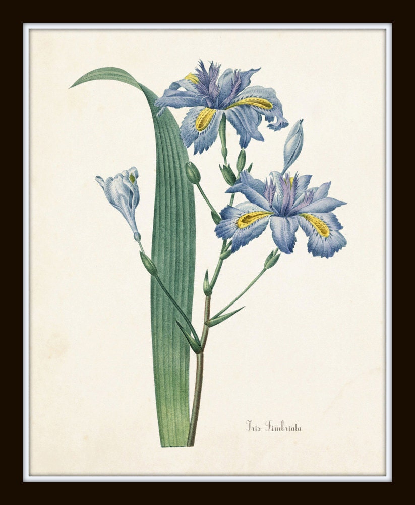 Botanical Print Set – Belle Maison Art