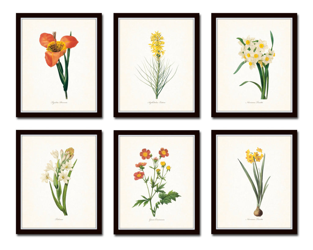 Botanical Garden Floral Print Set No. 16 – Belle Maison Art