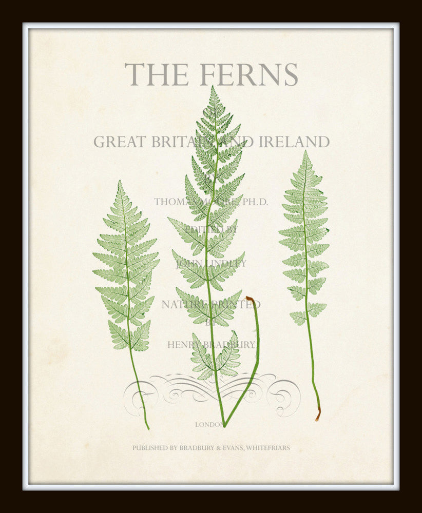 Ferns Trees & Leaves Print Sets – Belle Maison Art