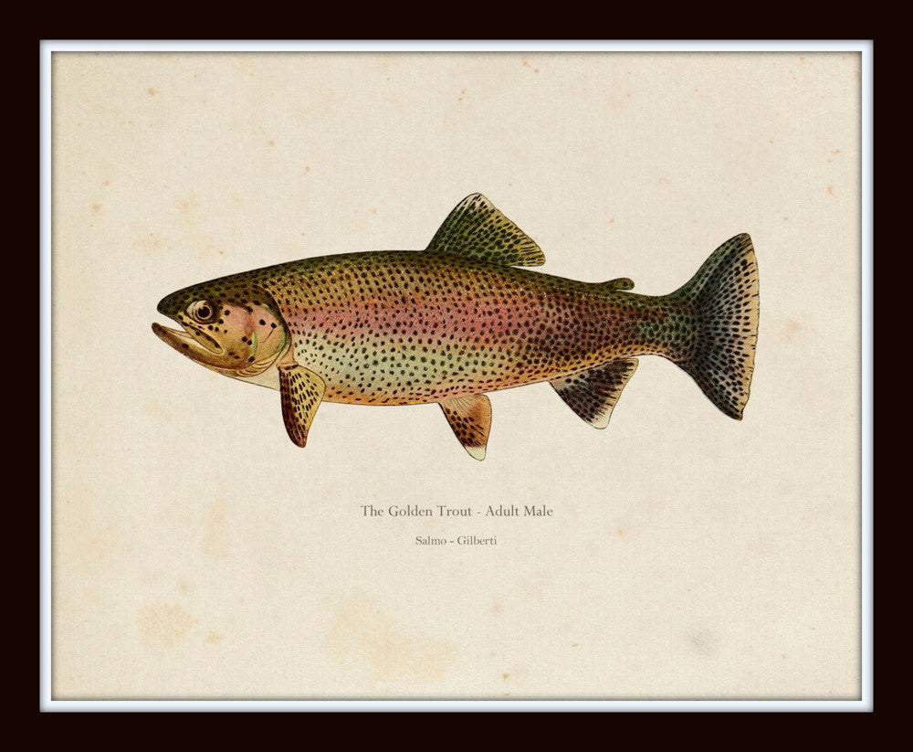 Vintage Trout Print Set No. 2 – Belle Maison Art