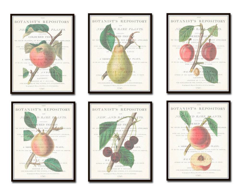 Vintage Fruit Botanical Print Set No. 1 – Belle Maison Art