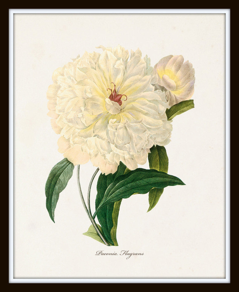Botanical Print Sets – Belle Maison Art