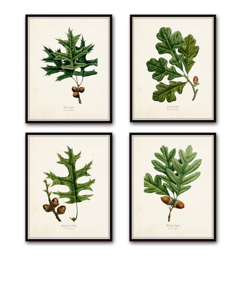 Oak Leaf Botanical Print Set No. 2 – Belle Maison Art