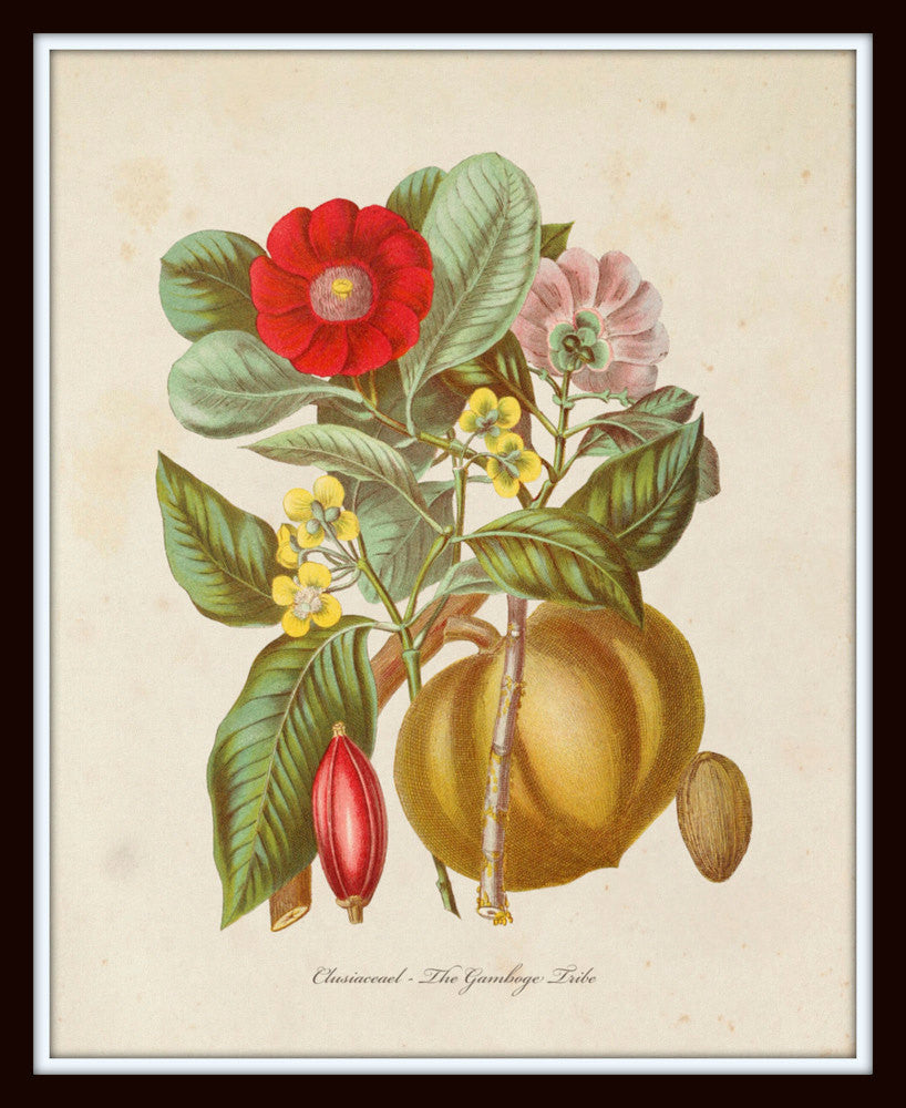 Garden Study Plate Canvas Art Print Set – Belle Maison Art