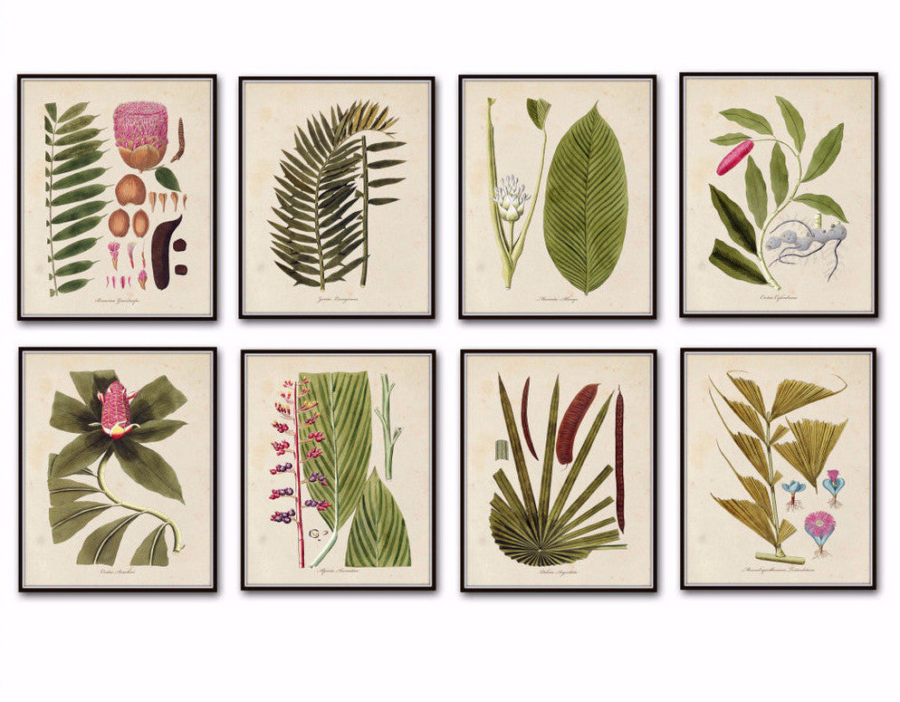 Fragmenta Botanical Print Set No. 5 – Belle Maison Art