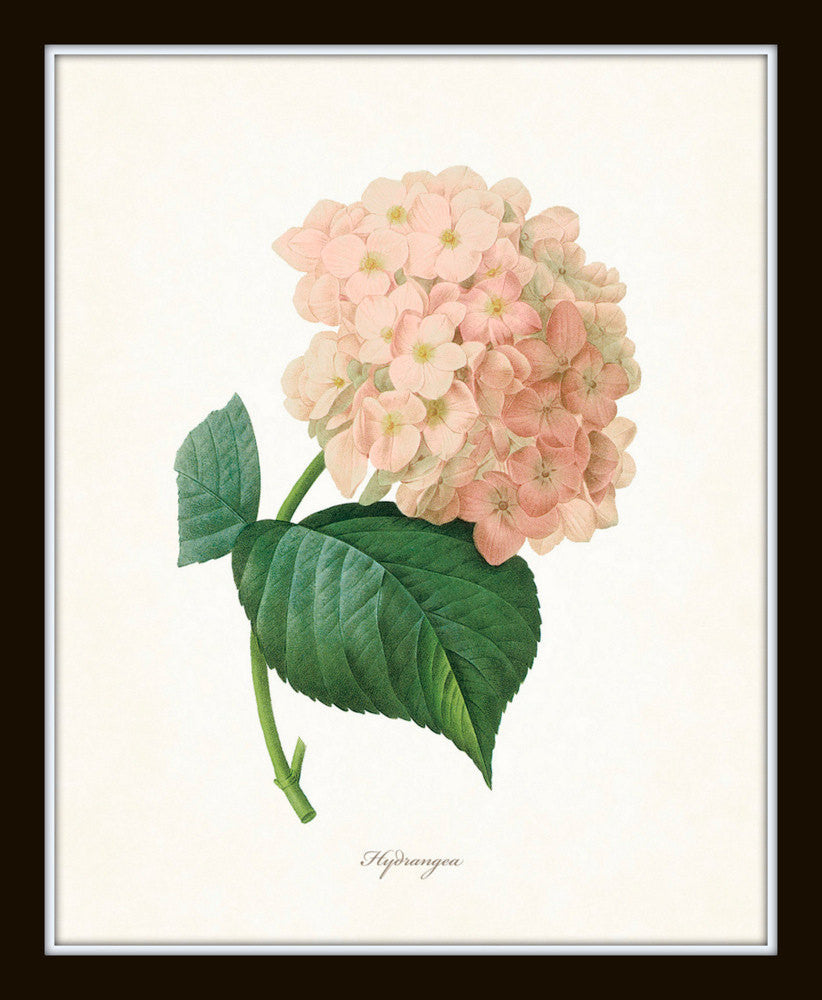 Pink Botanical Print Set No. 3 - Redoute Botanical Prints – Belle ...