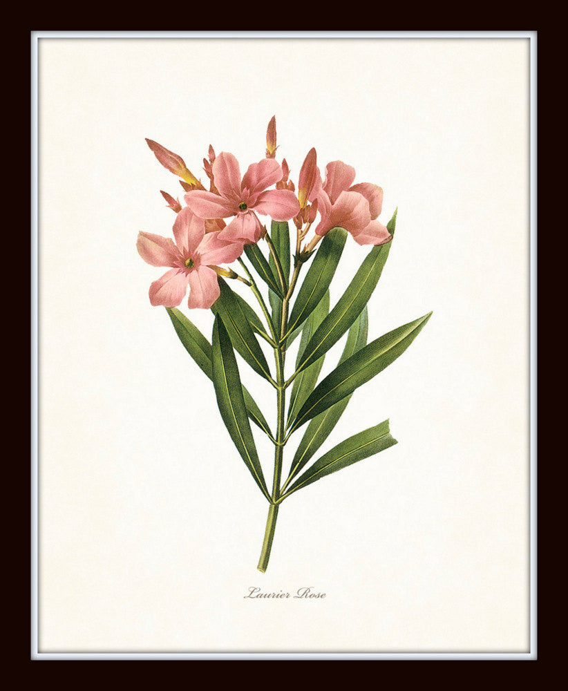 Botanical Print Sets – Belle Maison Art