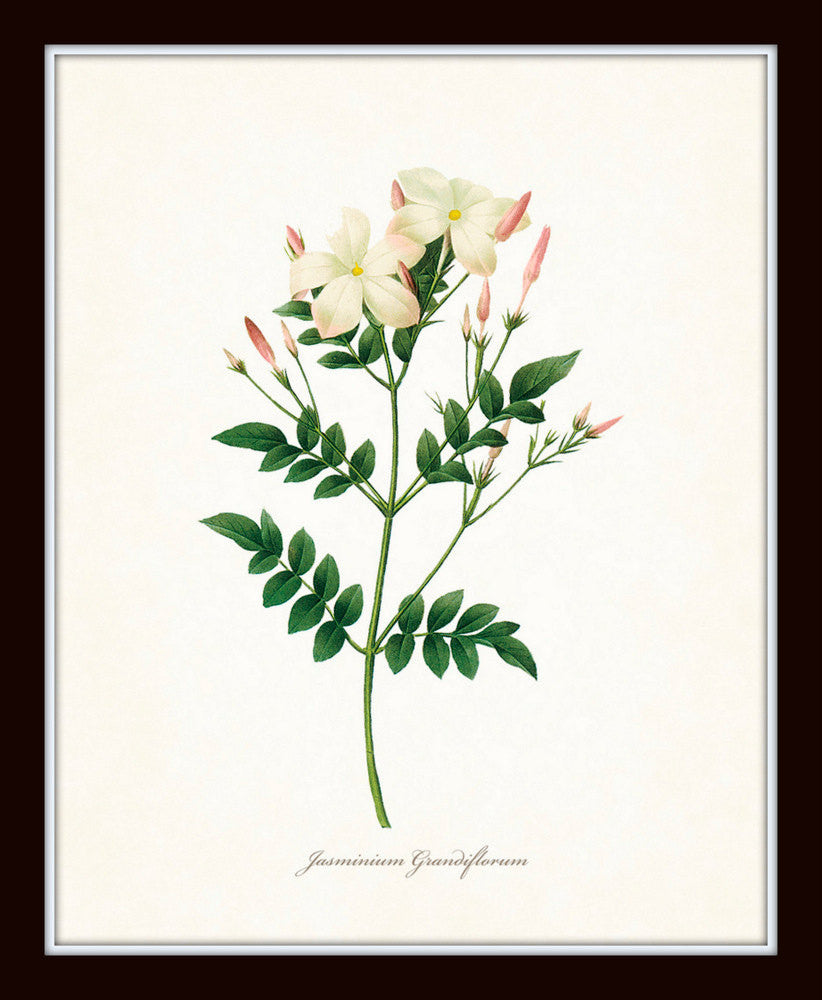 Botanical Print Sets – Belle Maison Art